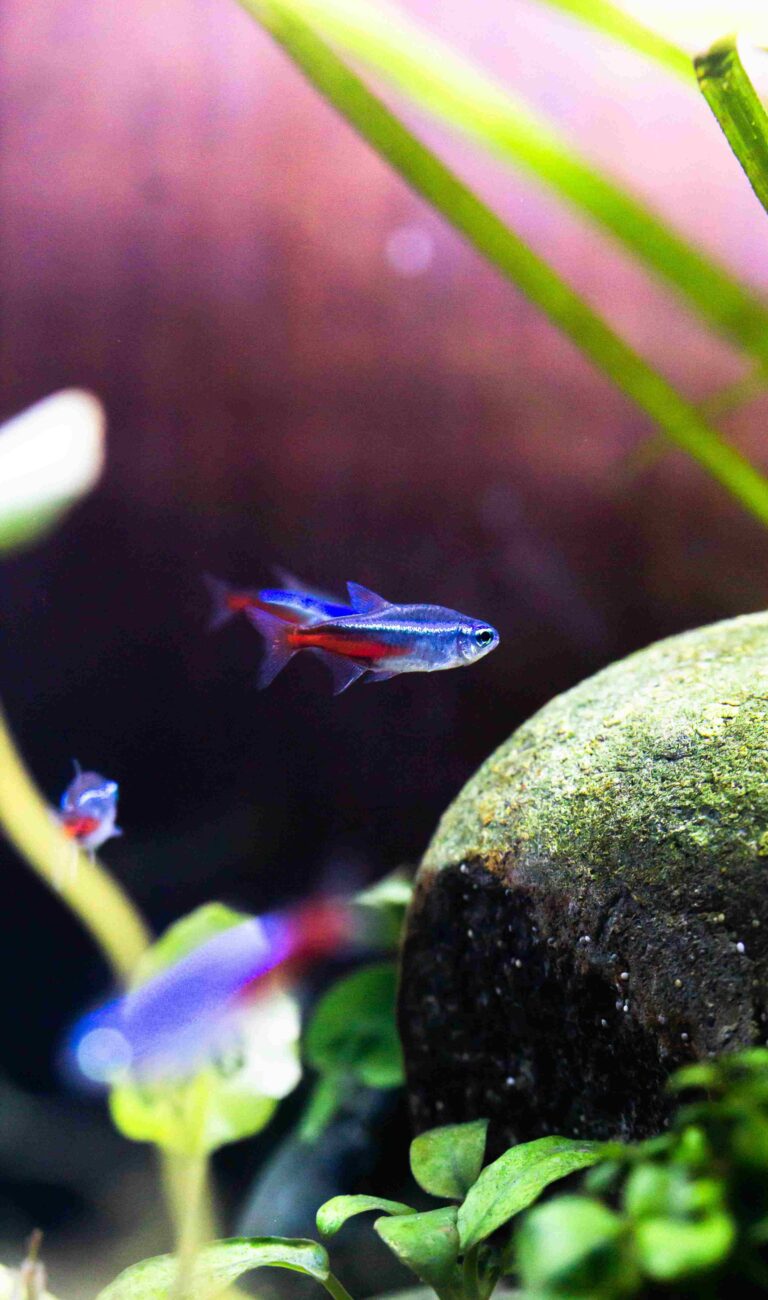 Pesce Neon: Cura e Segreti dopo 15 Anni di Acquariofilia